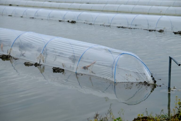 What Is Lotus Root and How Is It Used? – JAPANESE COOKING CHANNEL