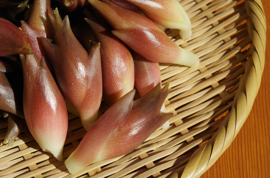 What Is Myoga and How Is It Used? | 100% PURE JAPAN