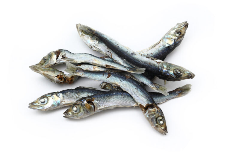 9 Different Types of Niboshi & Dashi – JAPANESE COOKING CHANNEL