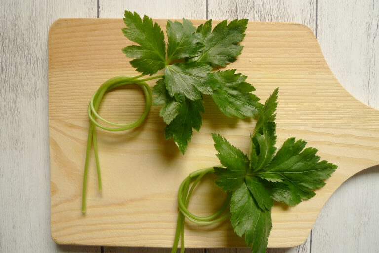 What Is Mitsuba and How Is It Used? – JAPANESE COOKING CHANNEL