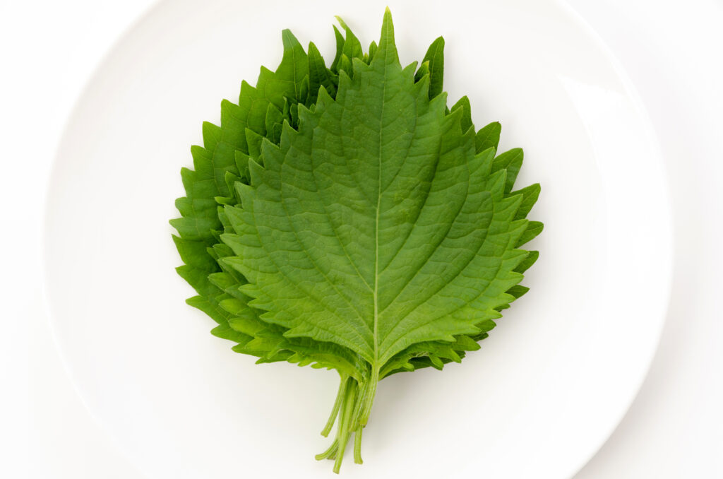 Best Shiso Miso Recipe | JAPANESE COOKING CHANNEL & misosoup.site