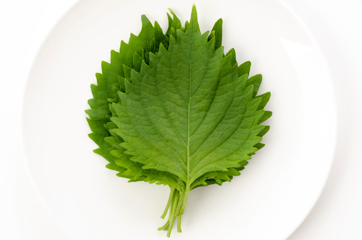 Best Shiso Miso Recipe | JAPANESE COOKING CHANNEL & misosoup.site